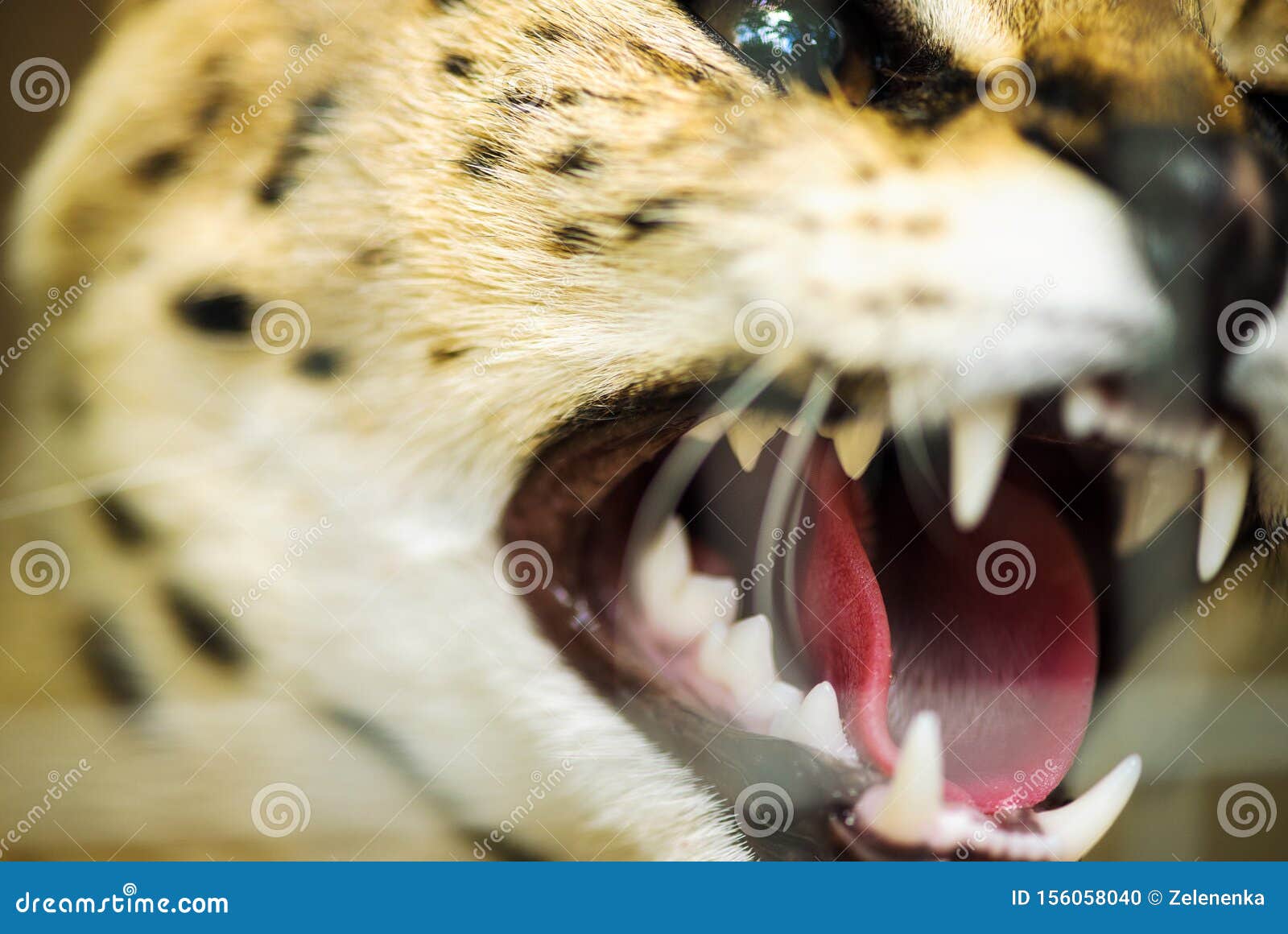 Angry serval cat stock photo. Image of fierce, closeup - 156058040