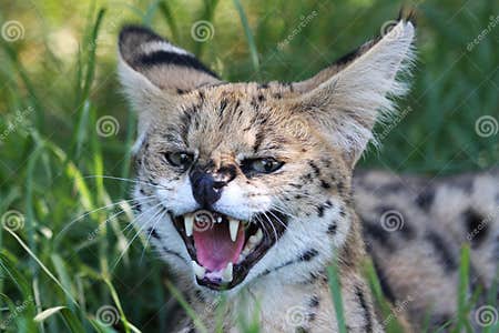 Angry Serval Wild Cat stock photo. Image of snarling - 12267568