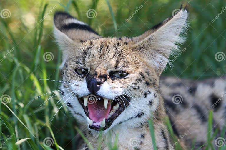 Angry Serval Wild Cat stock photo. Image of snarling - 12267568