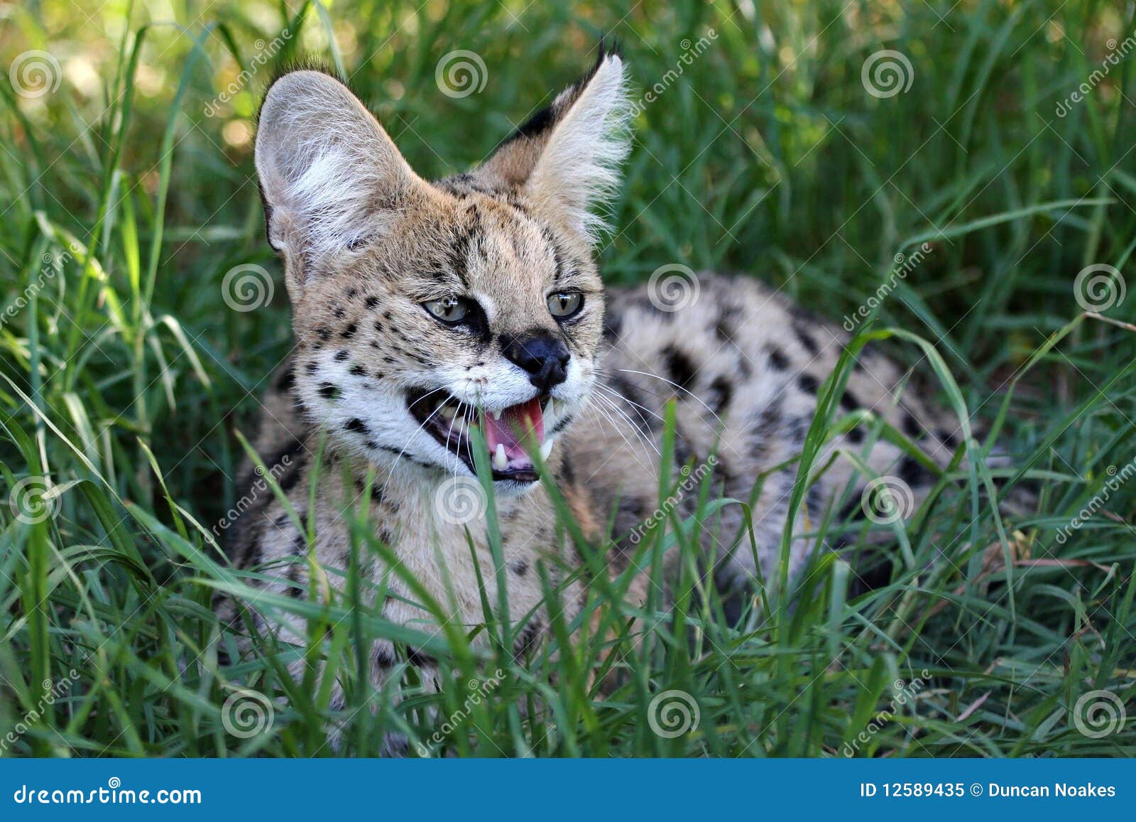 Angry Serval Wild Cat stock image. Image of tongue, feline - 12589435