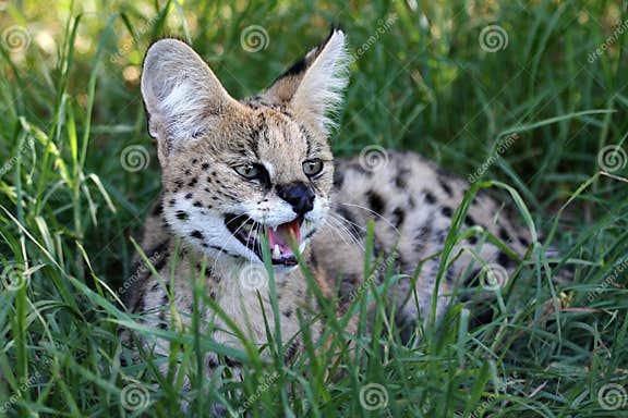 Angry Serval Wild Cat stock image. Image of tongue, feline - 12589435