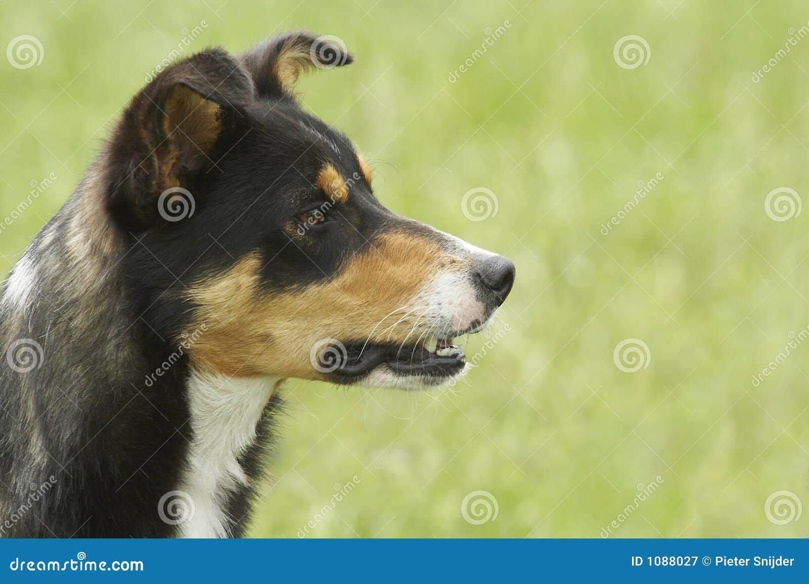 Angry Sheep Dog stock image. Image of bestfriend, guard - 1088027