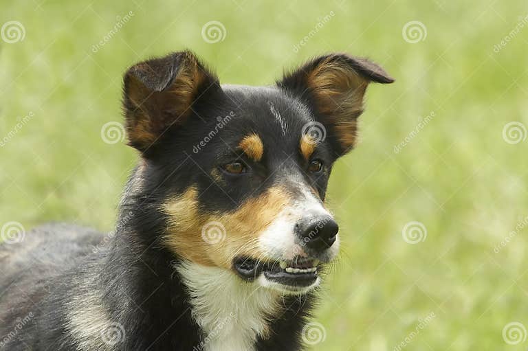Angry Sheep Dog stock image. Image of nose, collie, guard - 1088031
