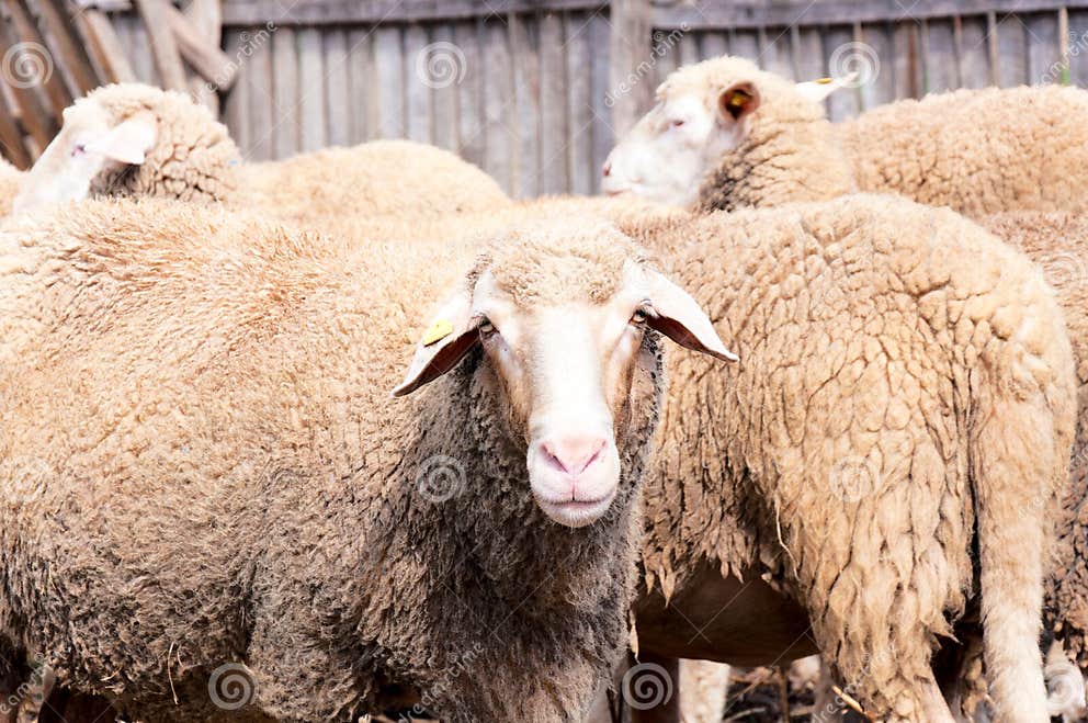 Angry sheep stock photo. Image of australia, gaze, lamb - 33856286