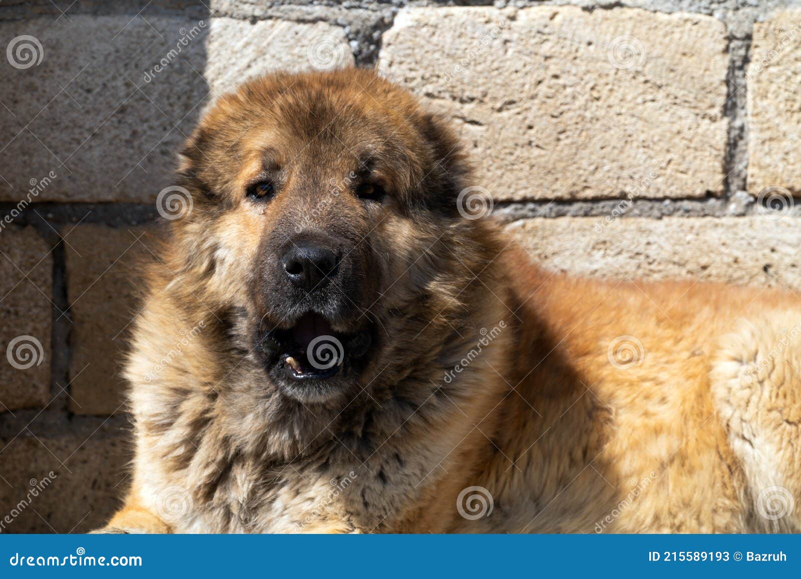 Angry Shepherd Dog stock image. Image of aggressive - 215589193