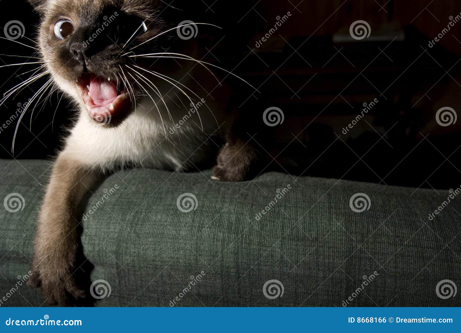 Angry siamese cat stock photo. Image of hide, siamese - 8668166