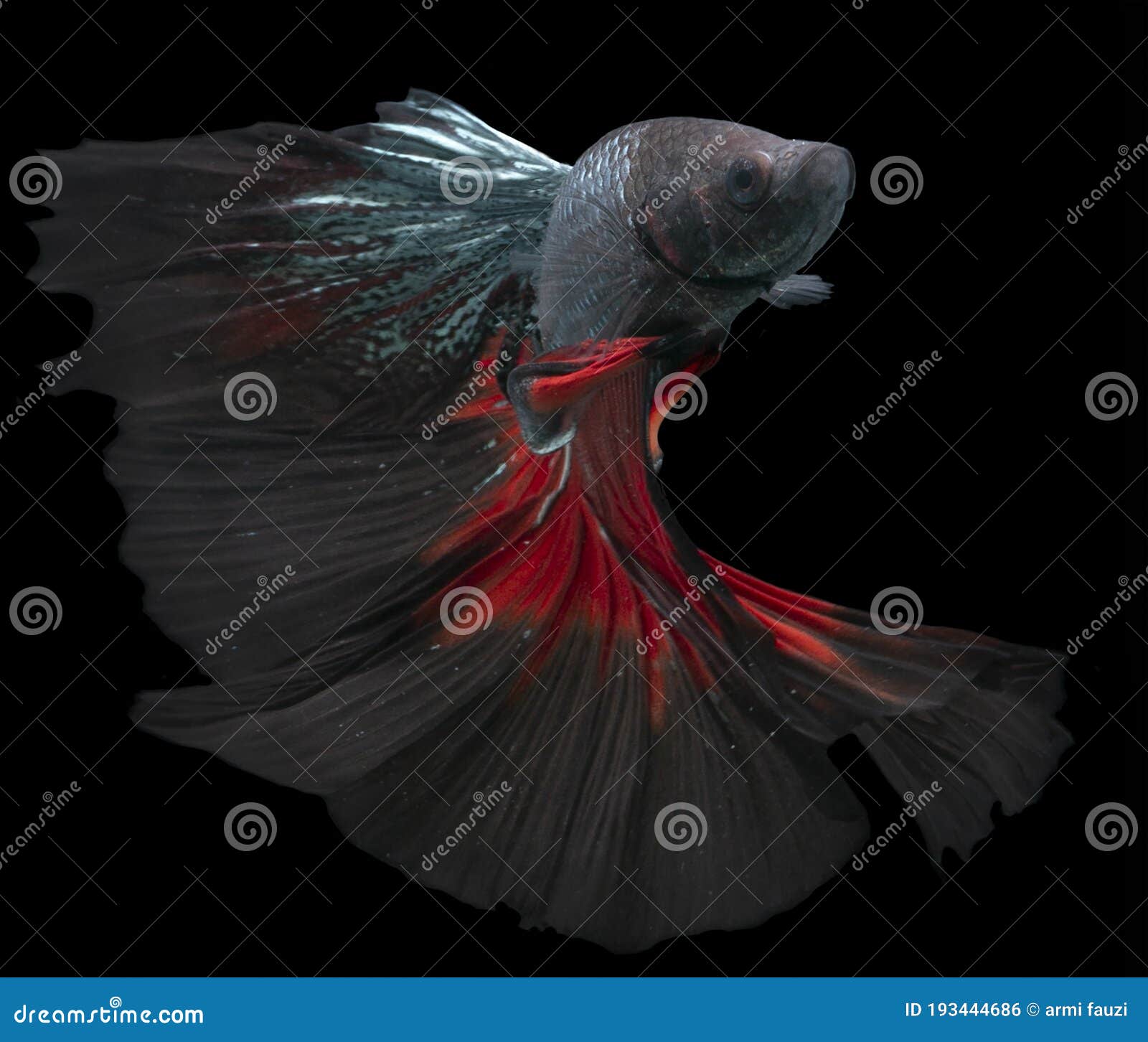 Angry Siamese Fighting Fish Stock Photo - Image of painting, organ ...