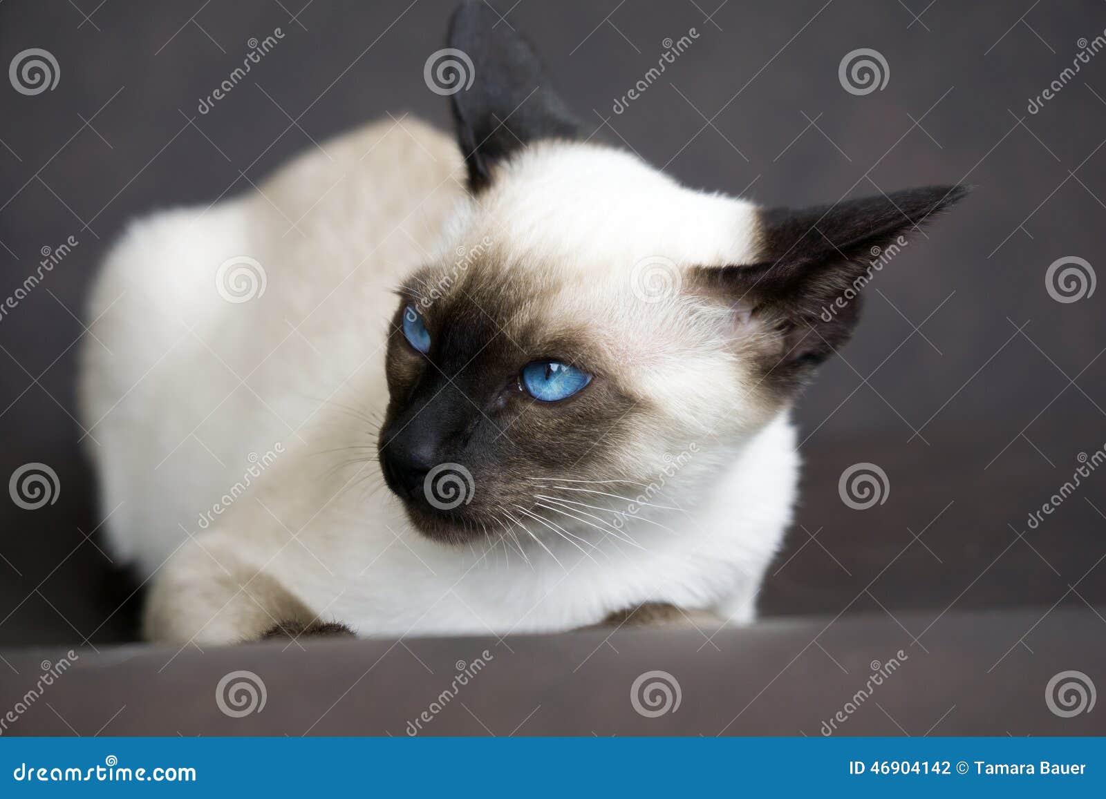 Angry Siamese Kitten Stock Photo - Image: 46904142