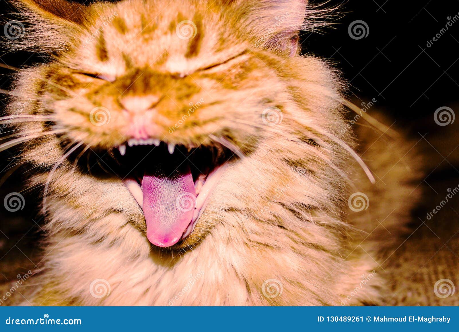 Angry cat stock image. Image of kitty, kitten, closeup - 130489261