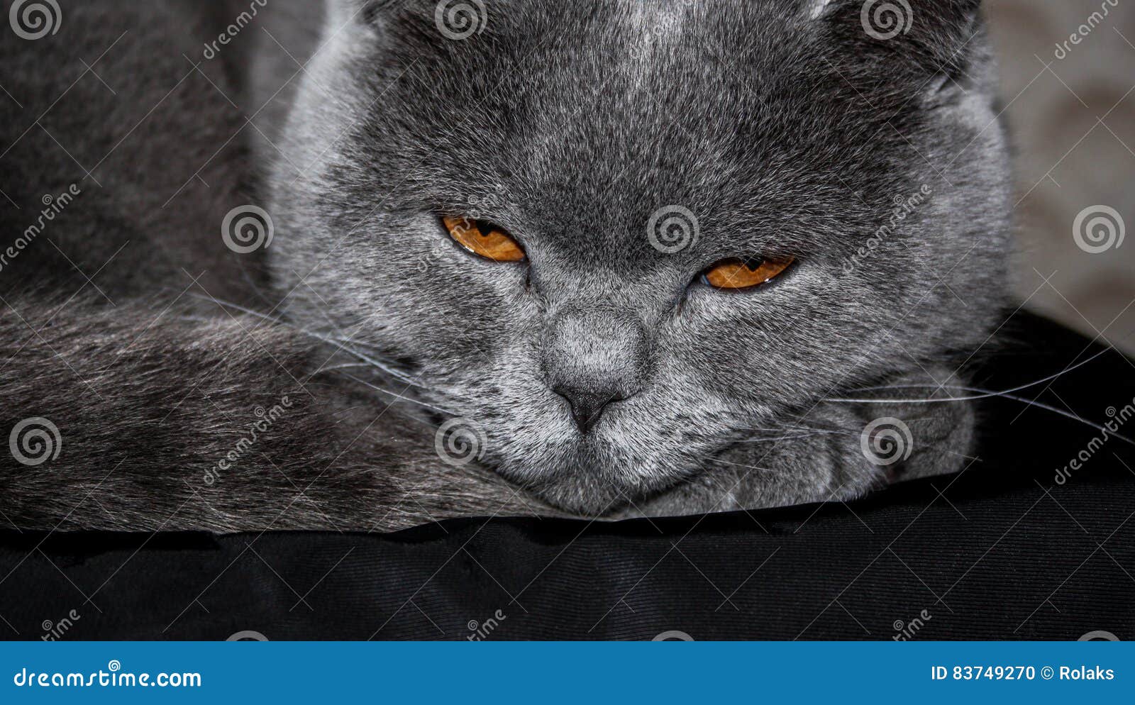 Angry sleepy gray cat stock photo. Image of beautiful - 83749270