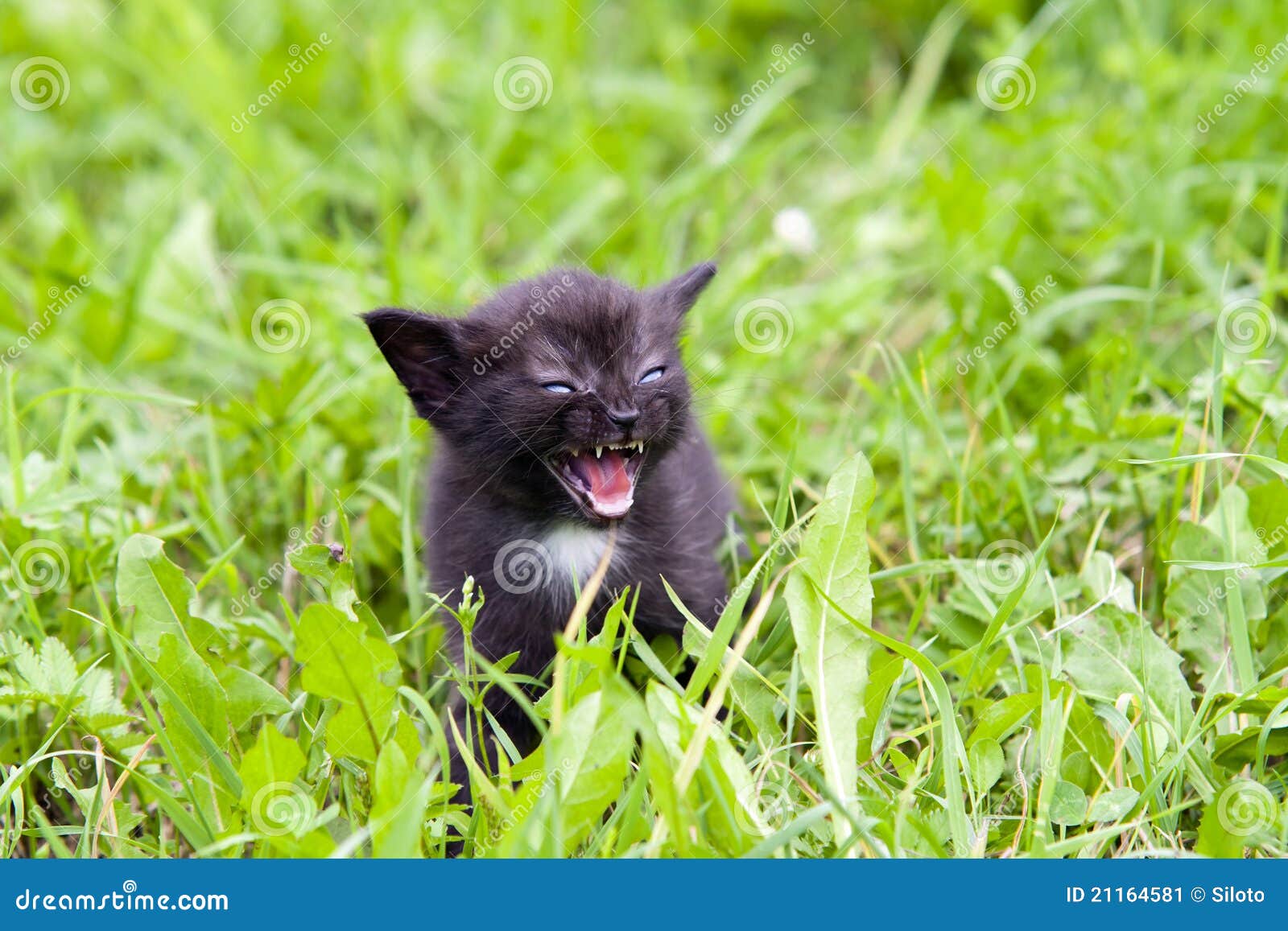 Angry Small Kitten in the Grass Stock Image - Image of baby, funny ...