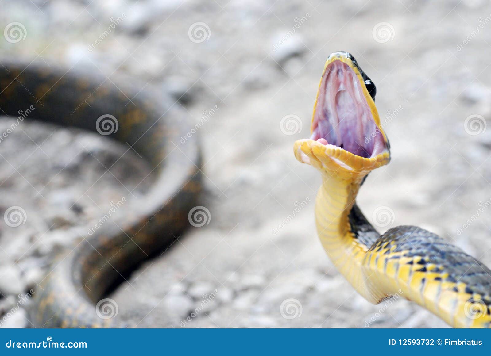 Angry Snake In Costa Rica Stock Photography - Image: 12593732