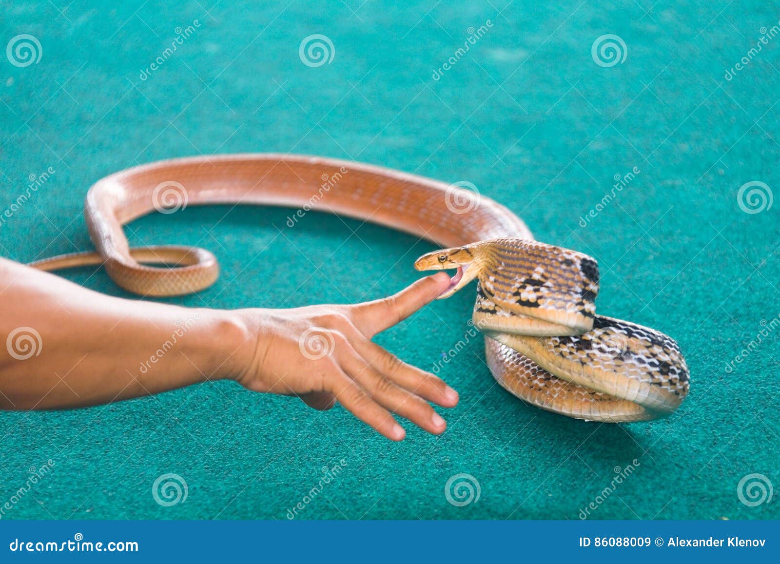 The Angry Snake with Open Mouth. Stock Image - Image of look, spring ...