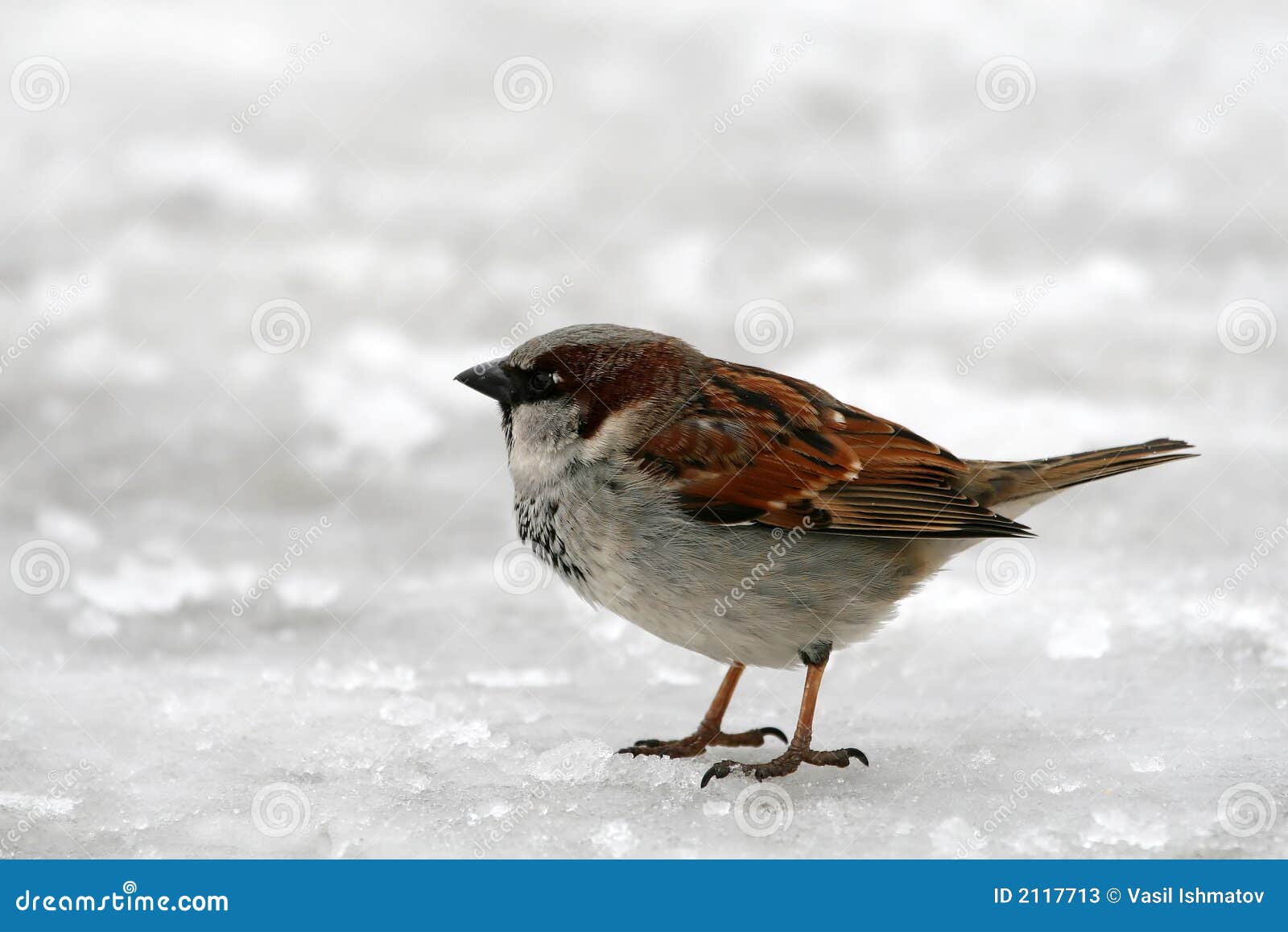 Angry Sparrow stock image. Image of eyes, avian, furious - 2117713