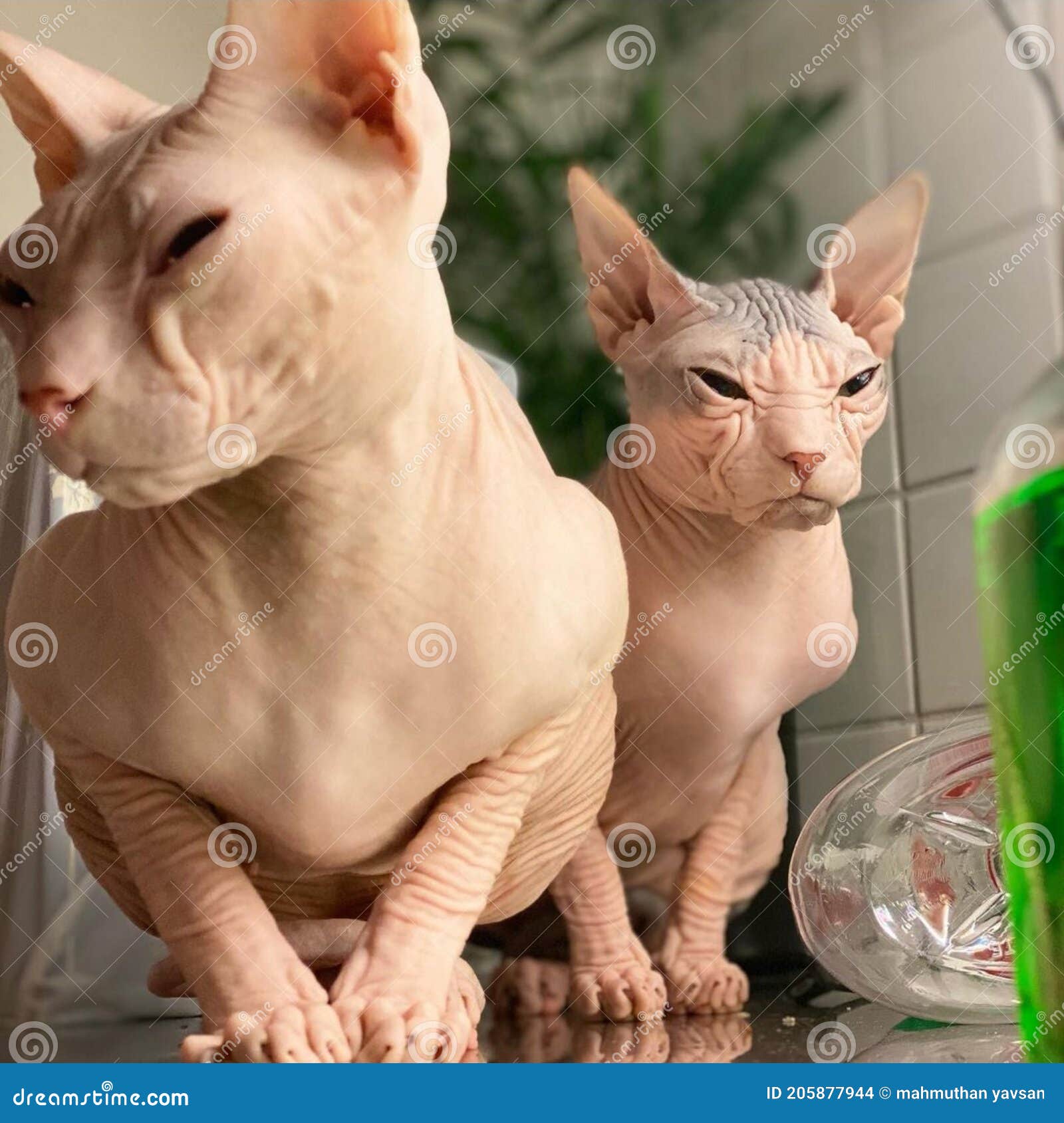 Angry Hairless Cat