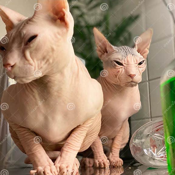 Angry sphynx cat stock photo. Image of sphynx, kitten - 205877944
