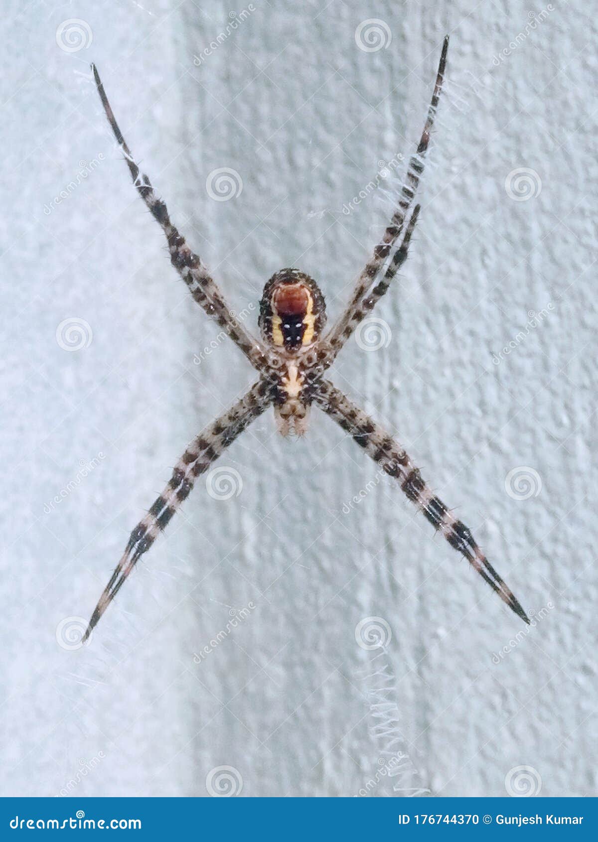 The angry spider stock photo. Image of spider, insect - 176744370