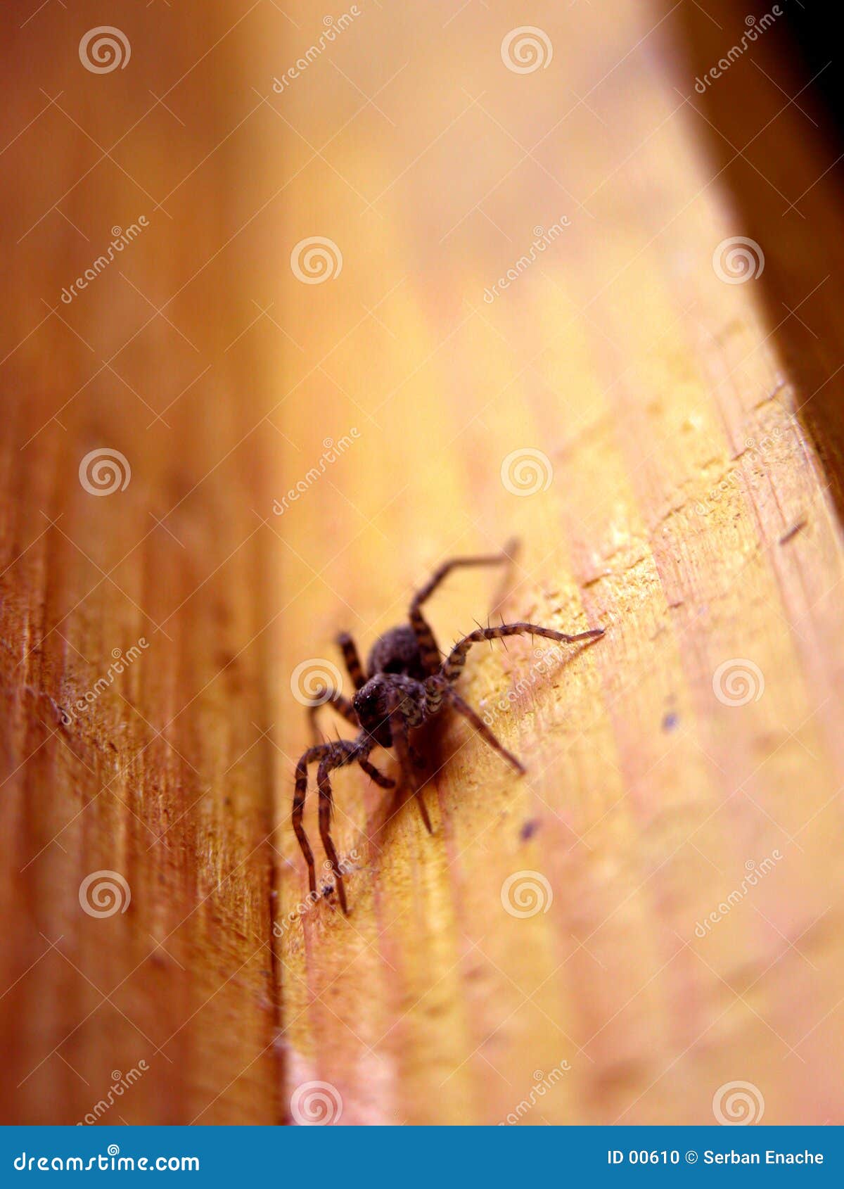 Angry Spider Coming after You Stock Photo - Image of creepy, arachnids: 610