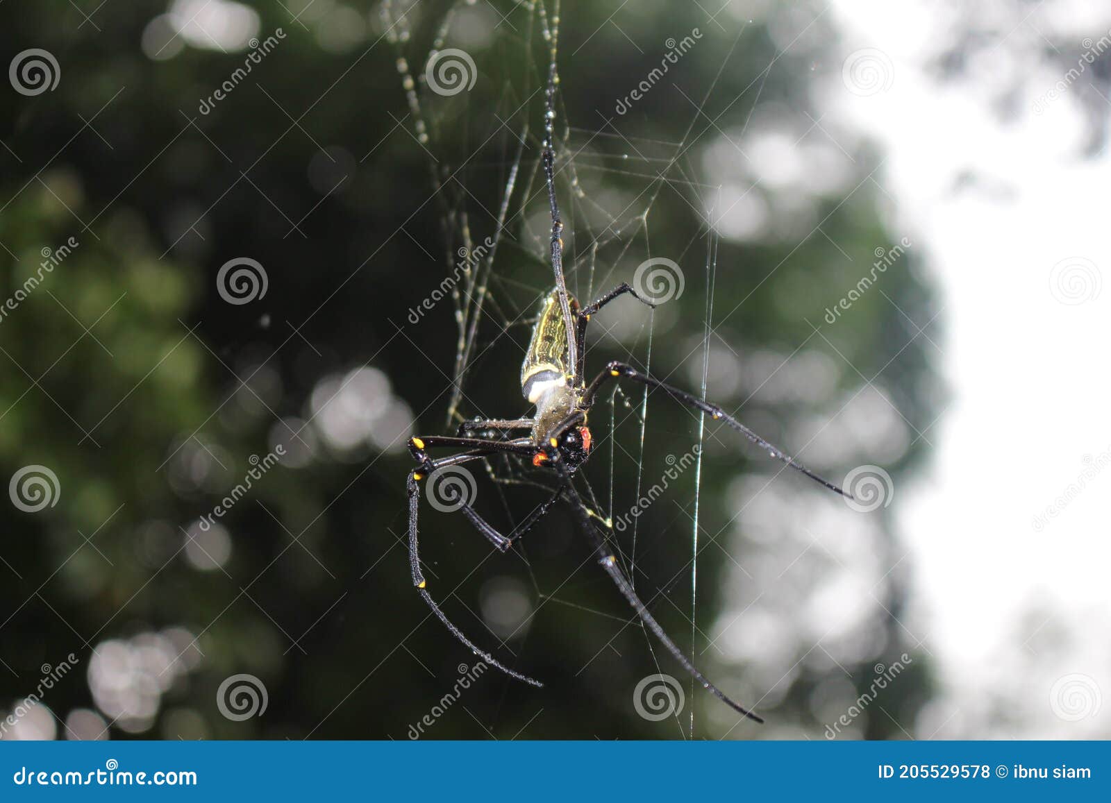 Angry Spider Had Its Web Torn Off Stock Photo - Image of spider, angry ...