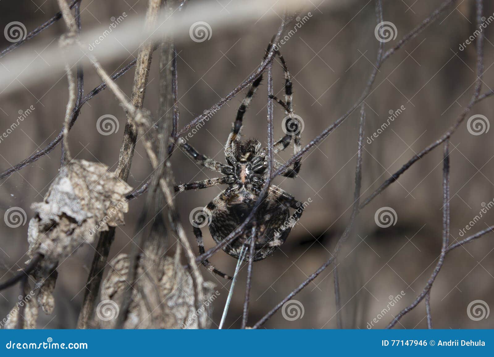 Angry spider stock photo. Image of large, arachnid, insects - 77147946
