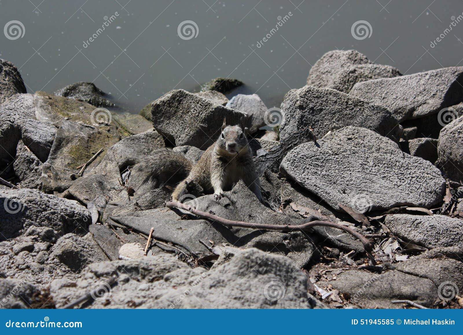 Angry squirrel stock image. Image of angry, furry, head - 51945585