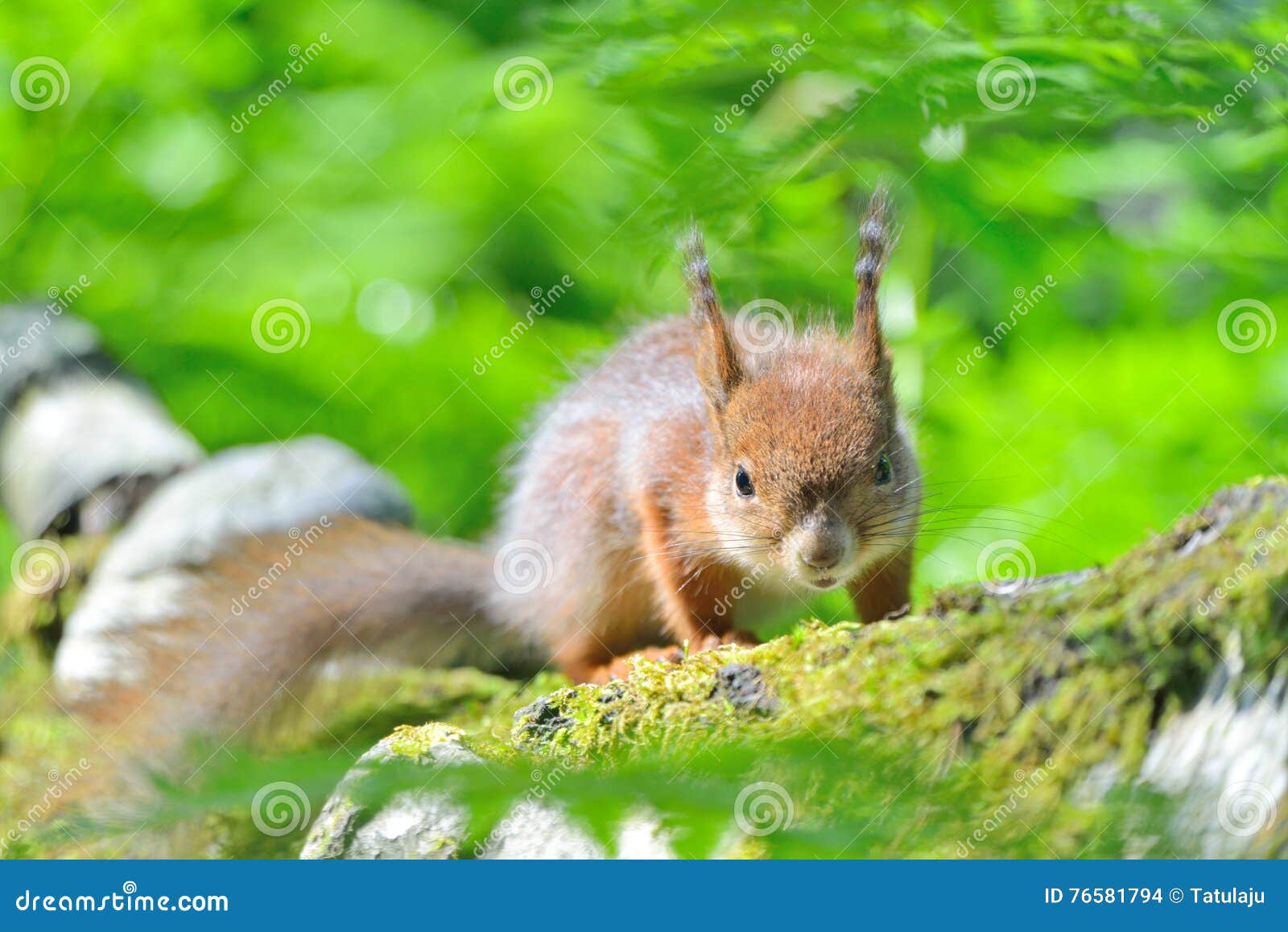 Angry squirrel stock photo. Image of angry, intense, furry - 76581794