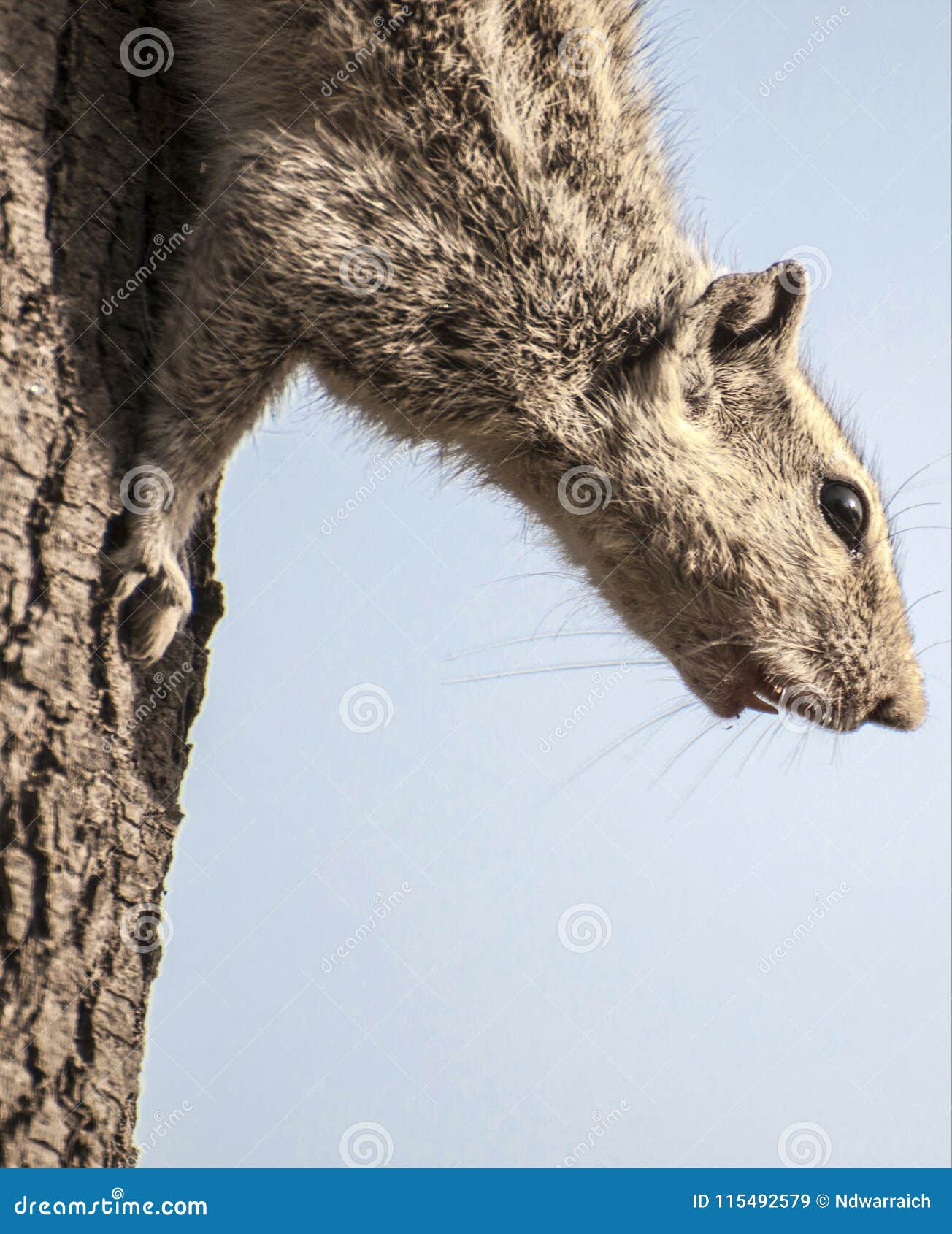 An angry squirrel stock image. Image of trunk, squirrel - 115492579