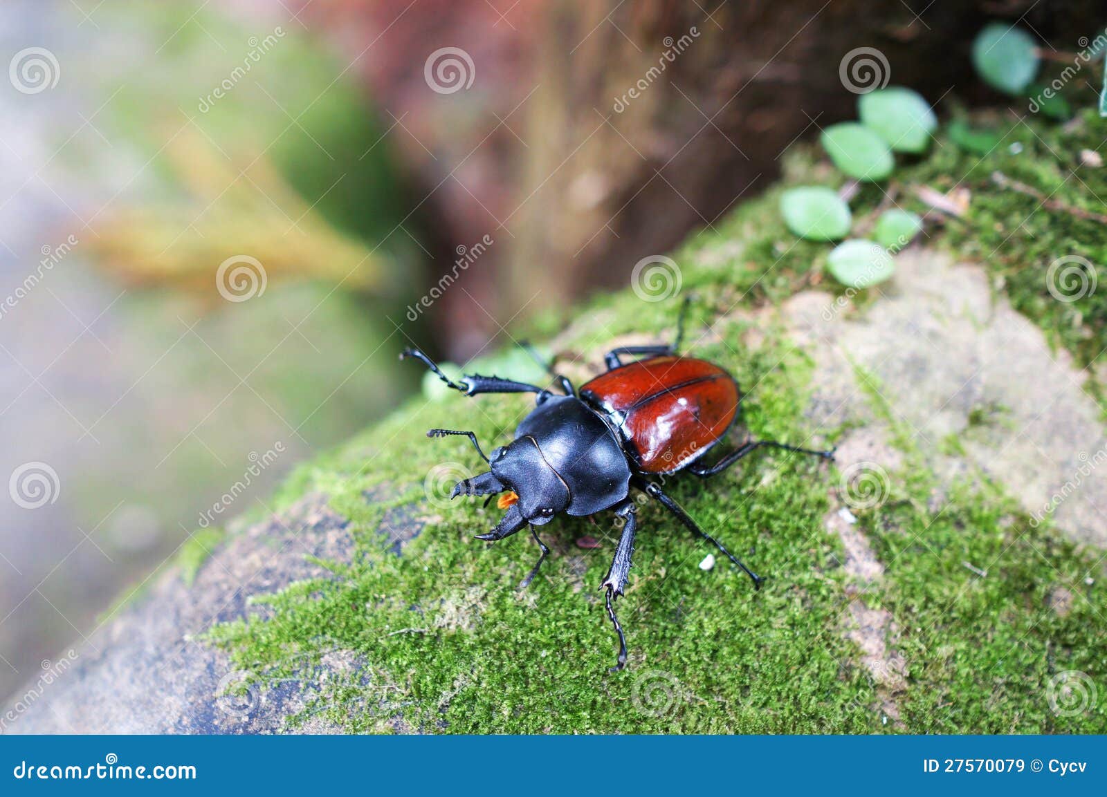 Angry Stag-beetle stock image. Image of shield, nature - 27570079