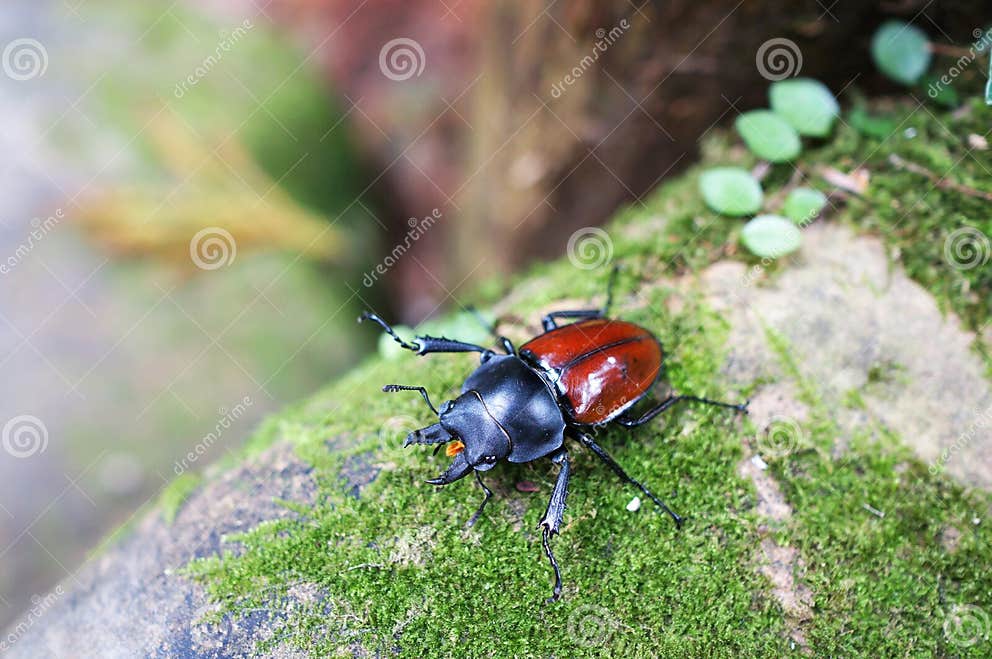 Angry Stag-beetle stock image. Image of shield, nature - 27570079
