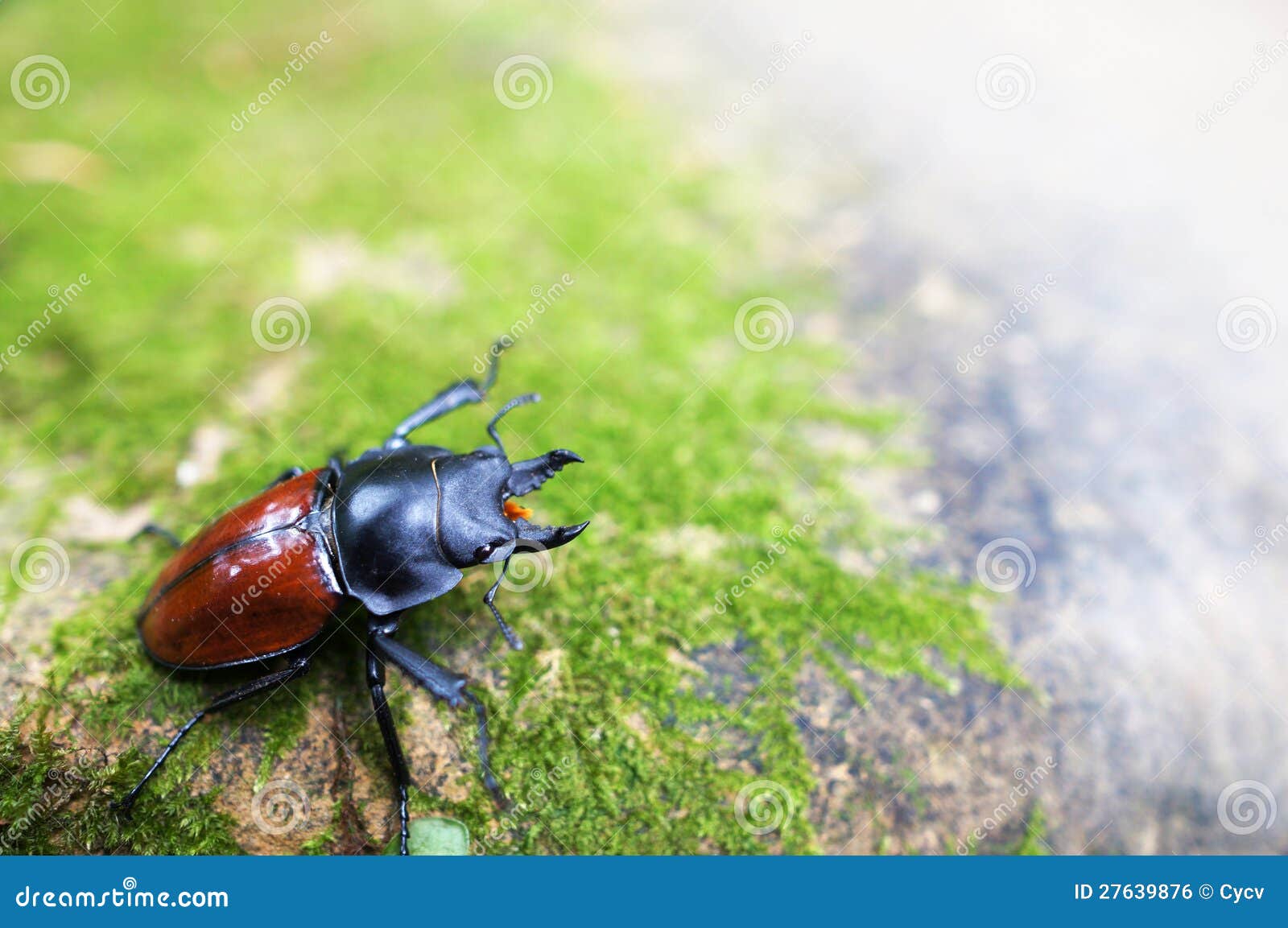Angry Stag-beetle stock photo. Image of scarab, jaws - 27639876