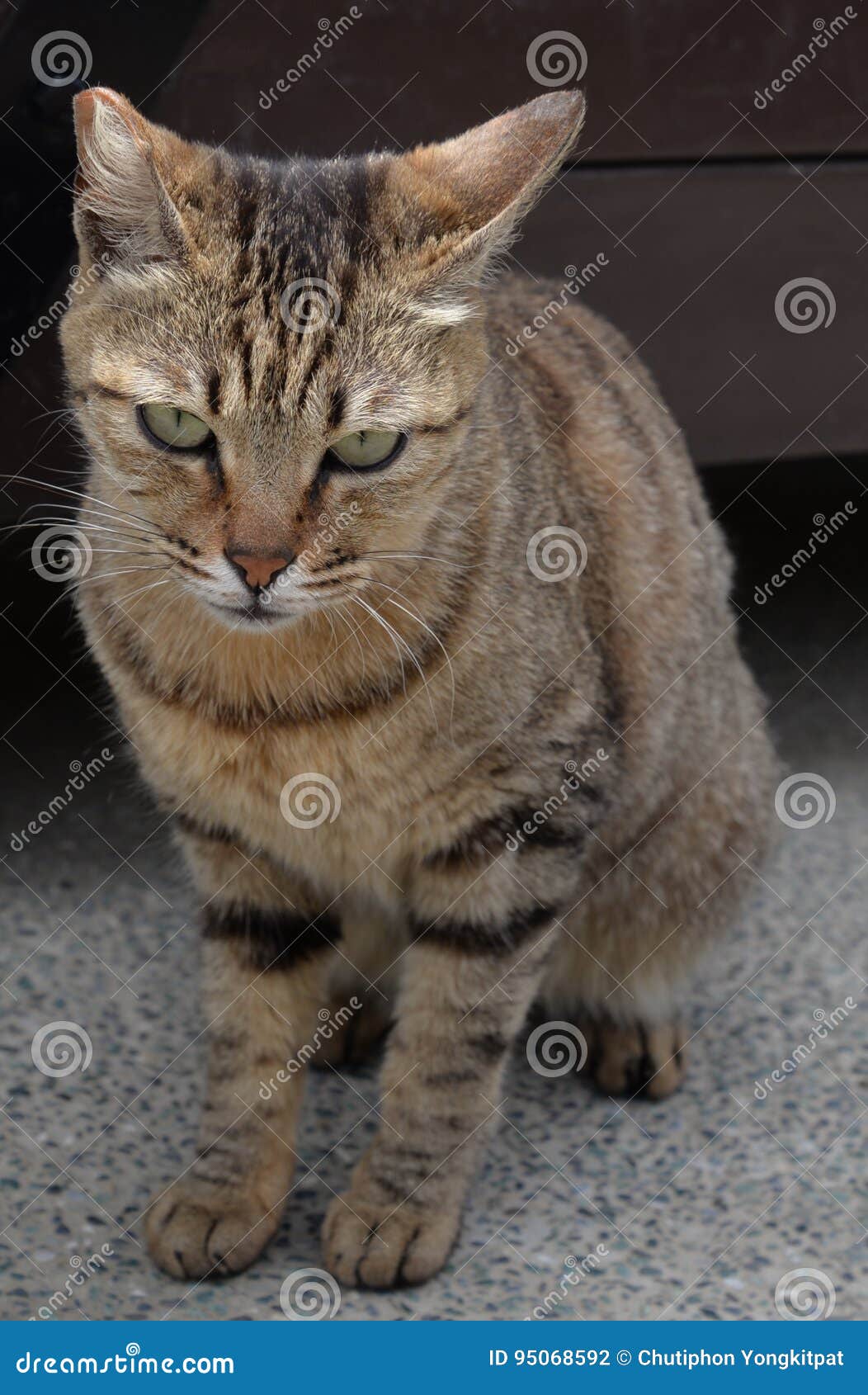 Angry staring cat stock photo. Image of eyes, looking - 95068592