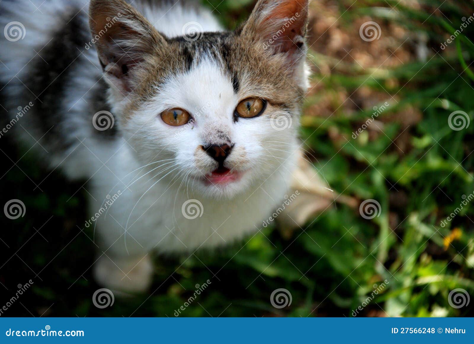 Angry Stray cat stock photo. Image of outdoor, funny - 27566248