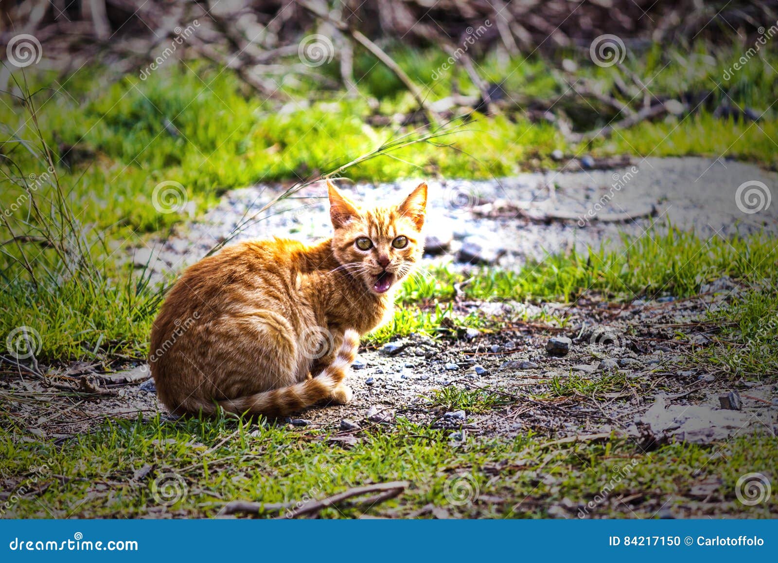 Angry stray cat stock photo. Image of defense, defending - 84217150