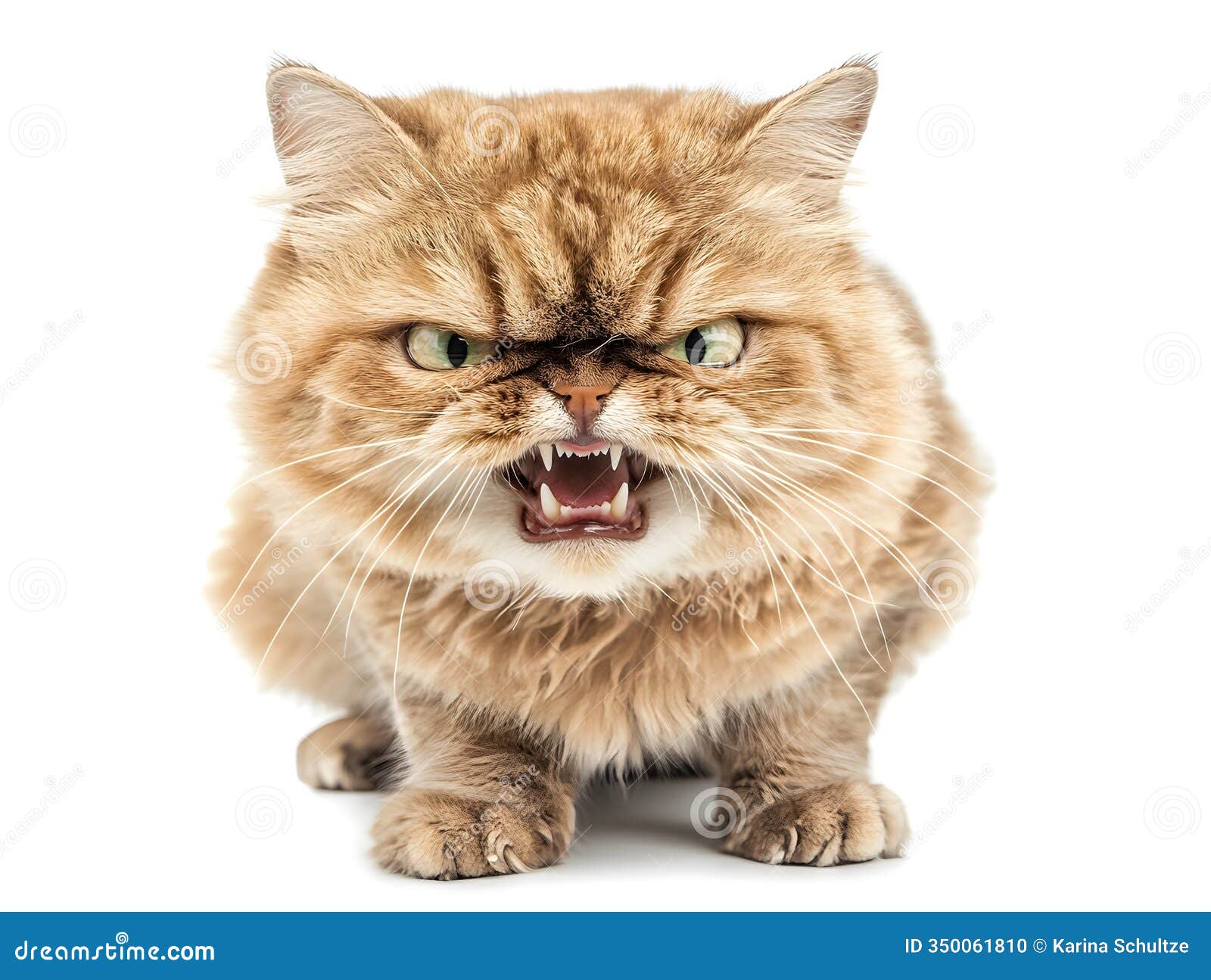 Angry And Surprised Cat Isolated On White Background With A Funny And ...