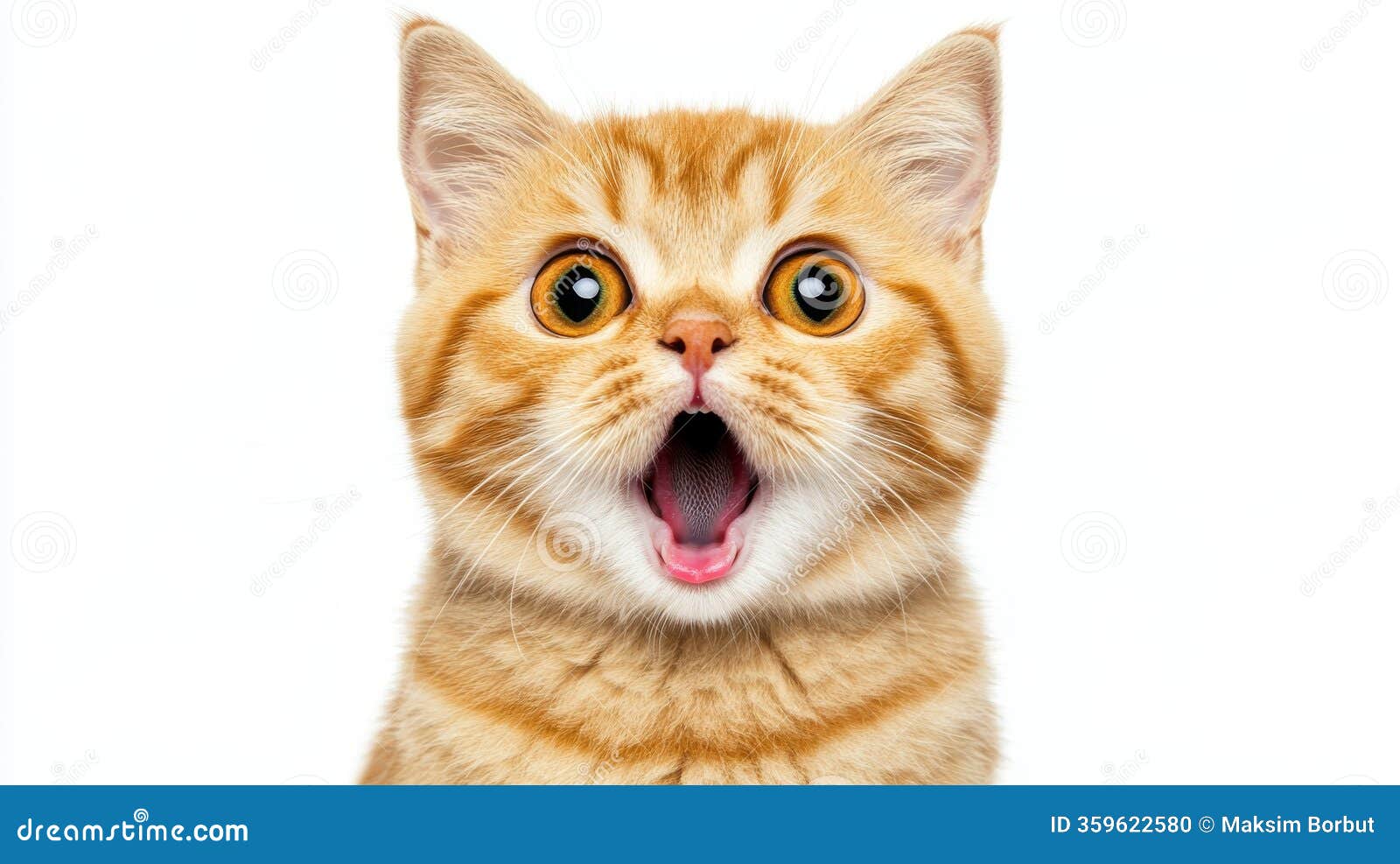 An Angry and Surprised Cat on a White Background with a Funny and ...