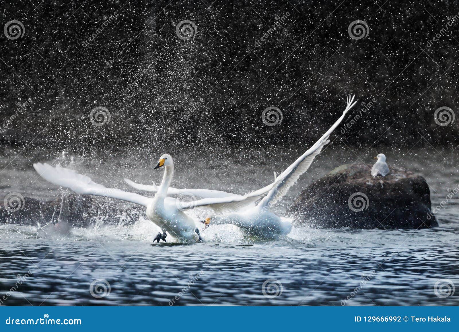 Angry Swan Chasing Another and Splashing Water Stock Photo - Image of ...