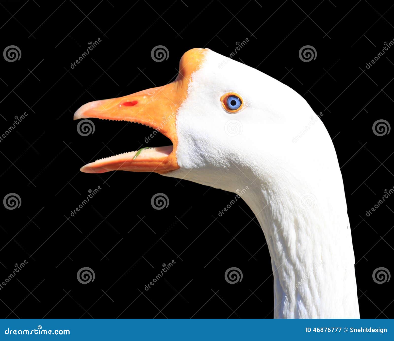 Angry swan stock image. Image of profile, beautiful, elegance - 46876777