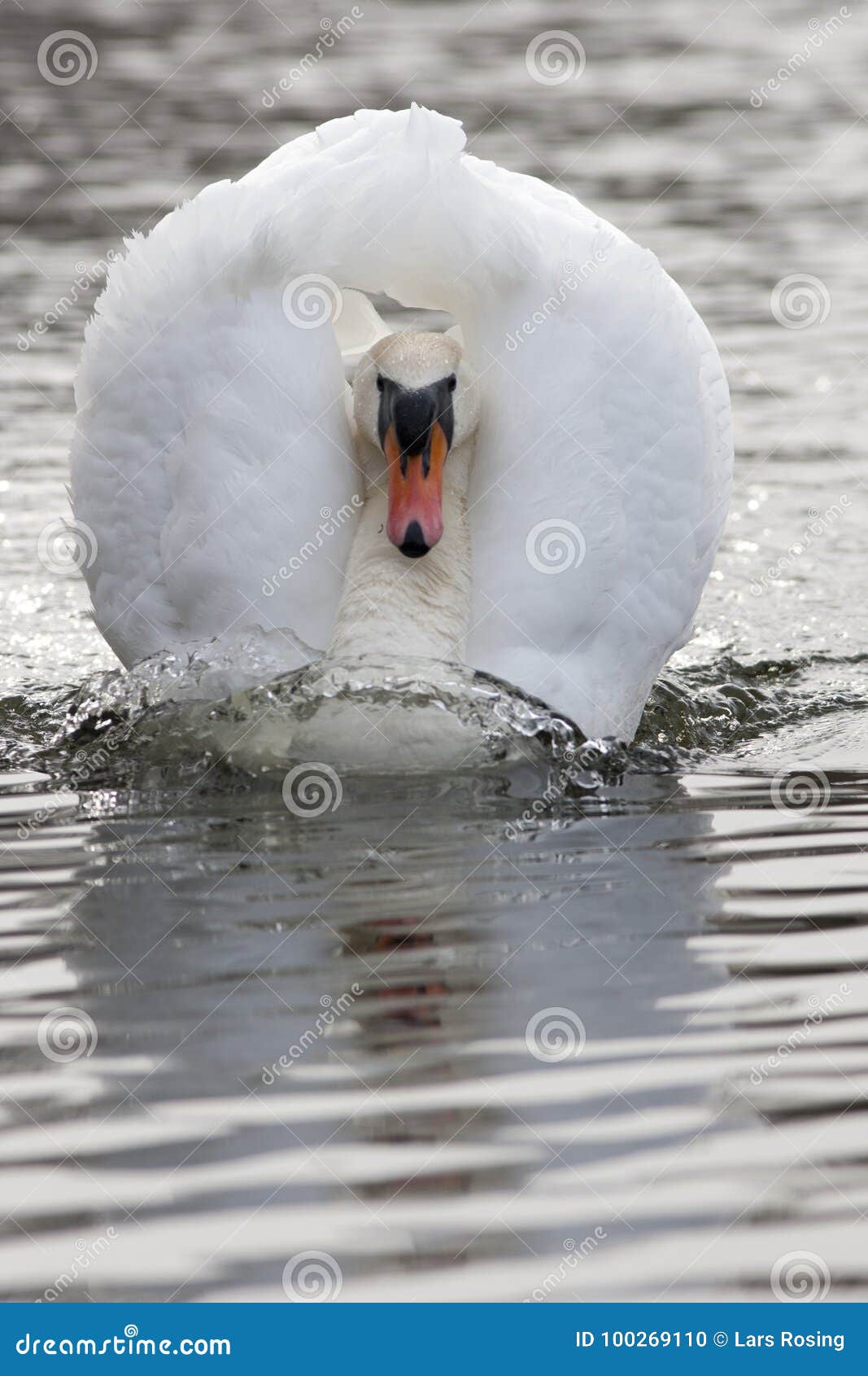 Angry swan stock photo. Image of angry, swan, protecting - 100269110