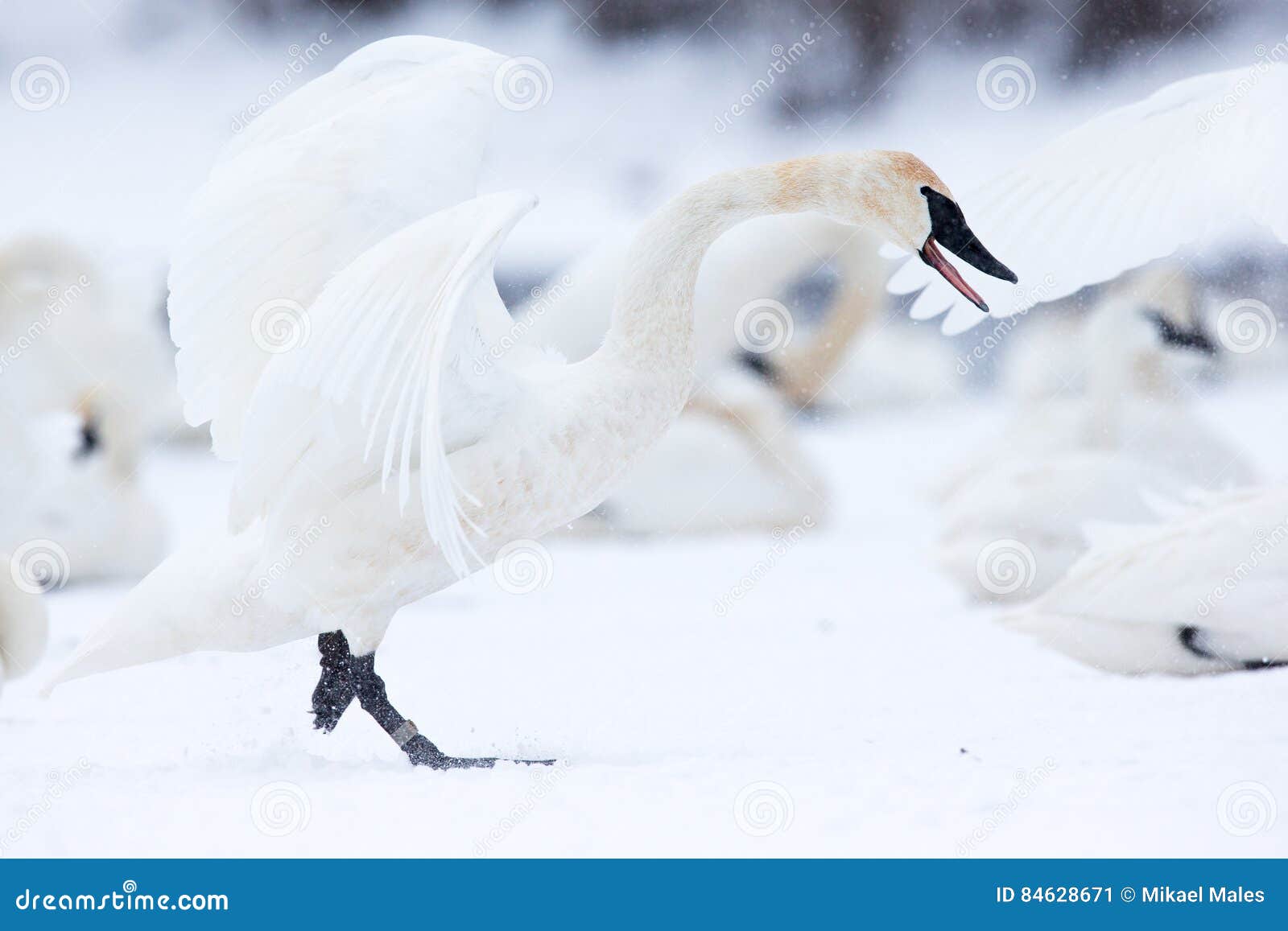 Angry swan stock image. Image of river, nature, large - 84628671
