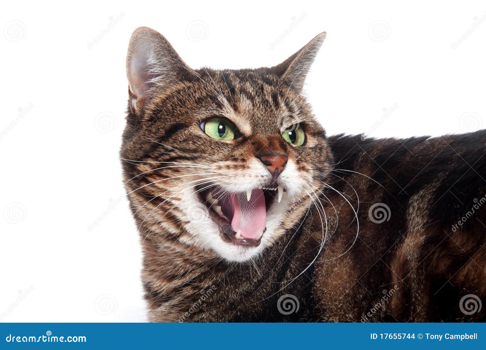 Angry tabby cat stock photo. Image of single, angry, kitty - 17655744