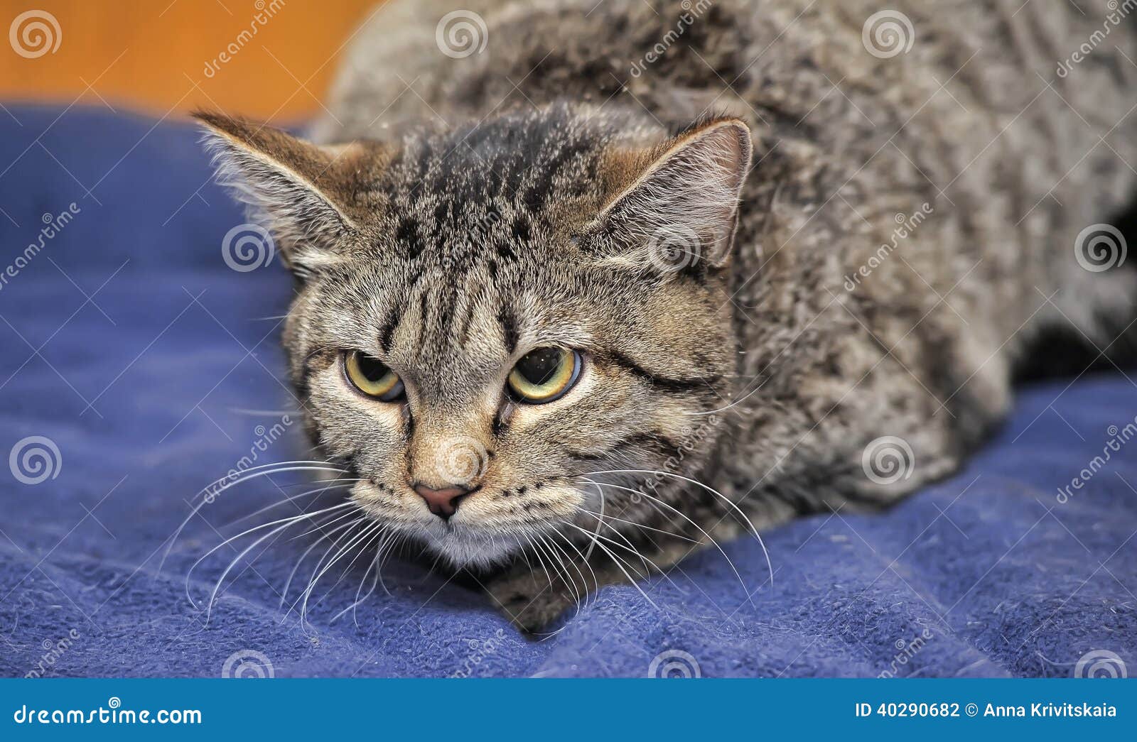 Angry tabby cat stock photo. Image of nimble, tabby, dangerous - 40290682