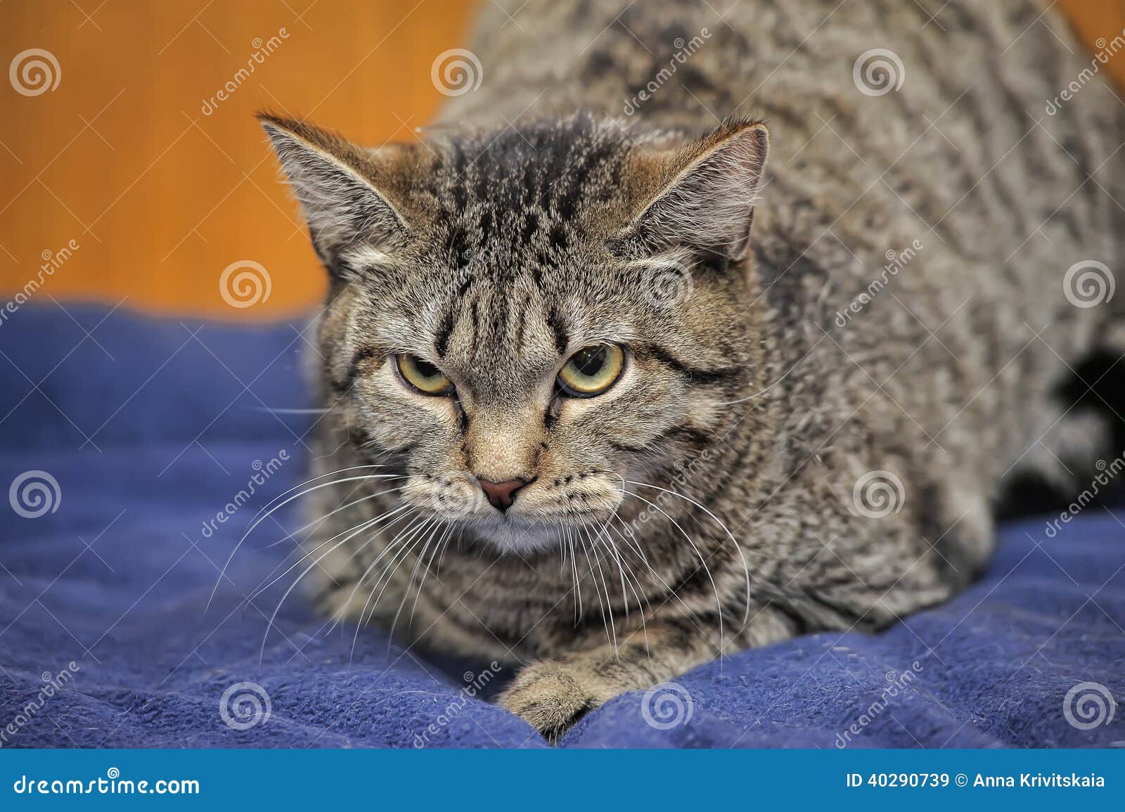 Angry tabby cat stock image. Image of nimble, wild, aggressive - 40290739