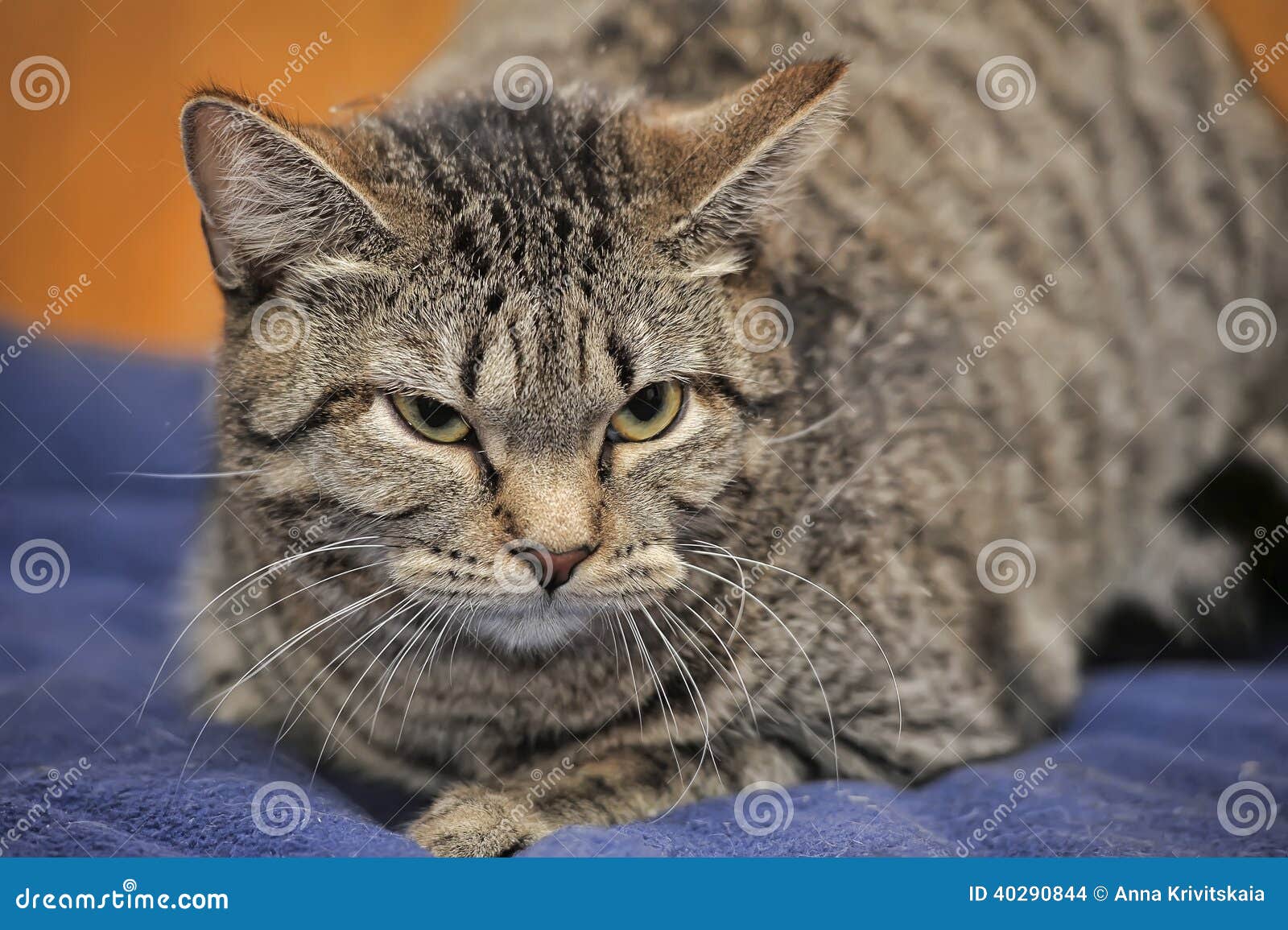 Angry tabby cat stock photo. Image of nimble, animal - 40290844