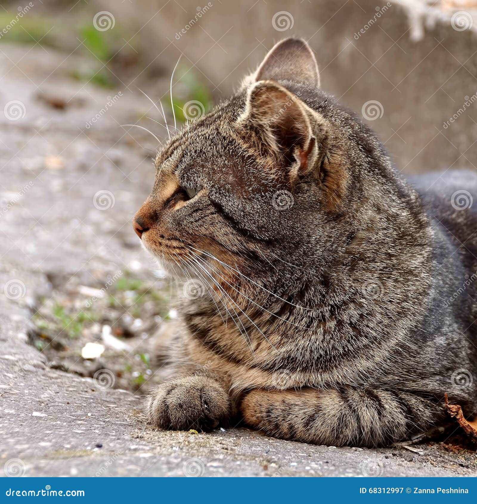Angry tabby cat profile stock image. Image of close, anger - 68312997