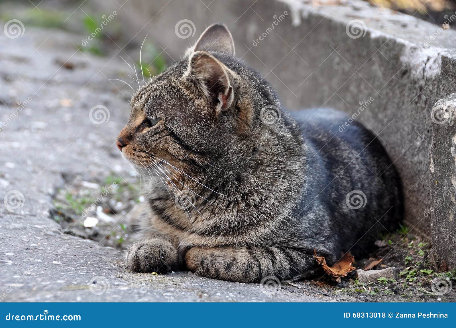 Angry tabby cat profile stock photo. Image of anger, brown - 68313018