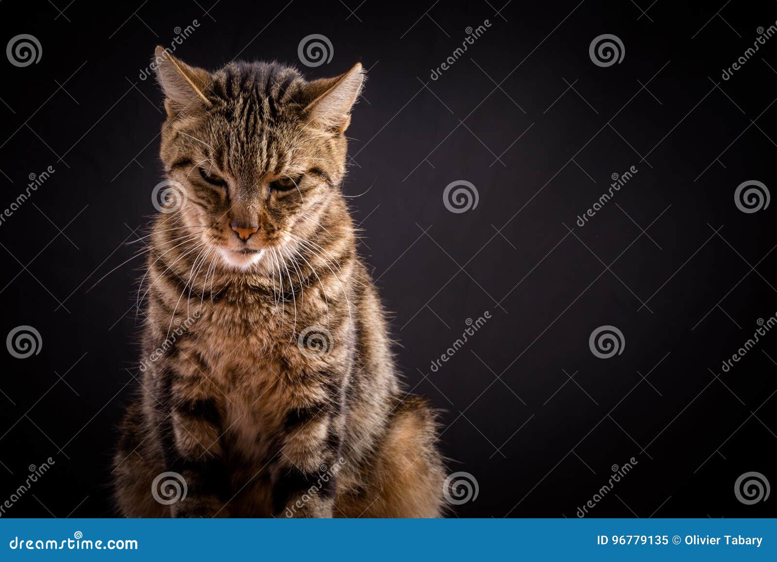 An angry tabby cat stock image. Image of striped, isolated - 96779135