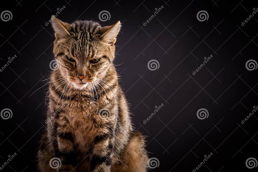 An angry tabby cat stock image. Image of striped, isolated - 96779135