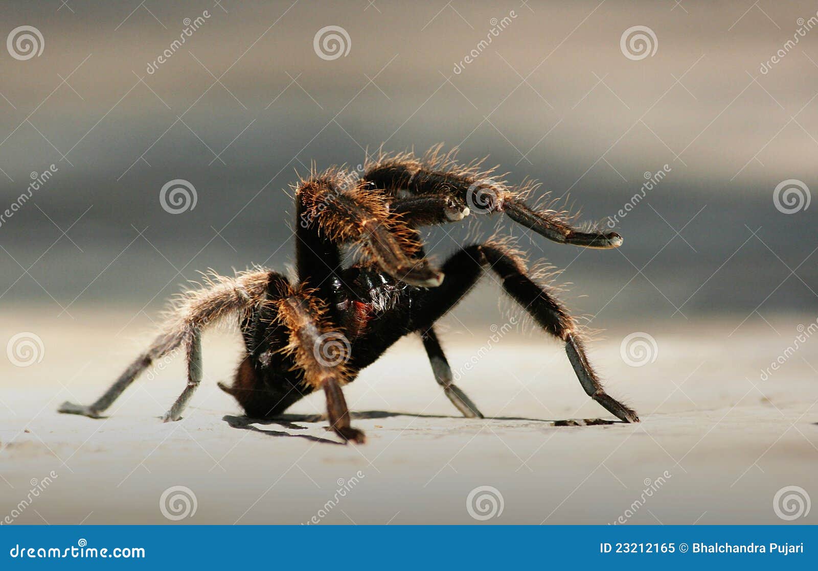 Angry Tarantula stock image. Image of regalis, arboreal - 23212165