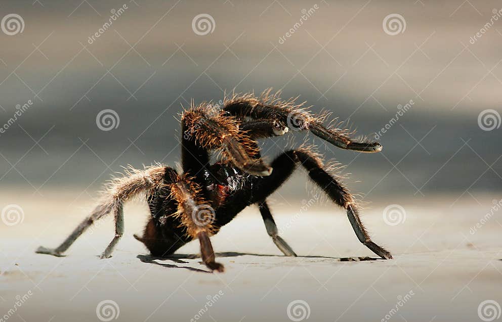 Angry Tarantula stock image. Image of regalis, arboreal - 23212165