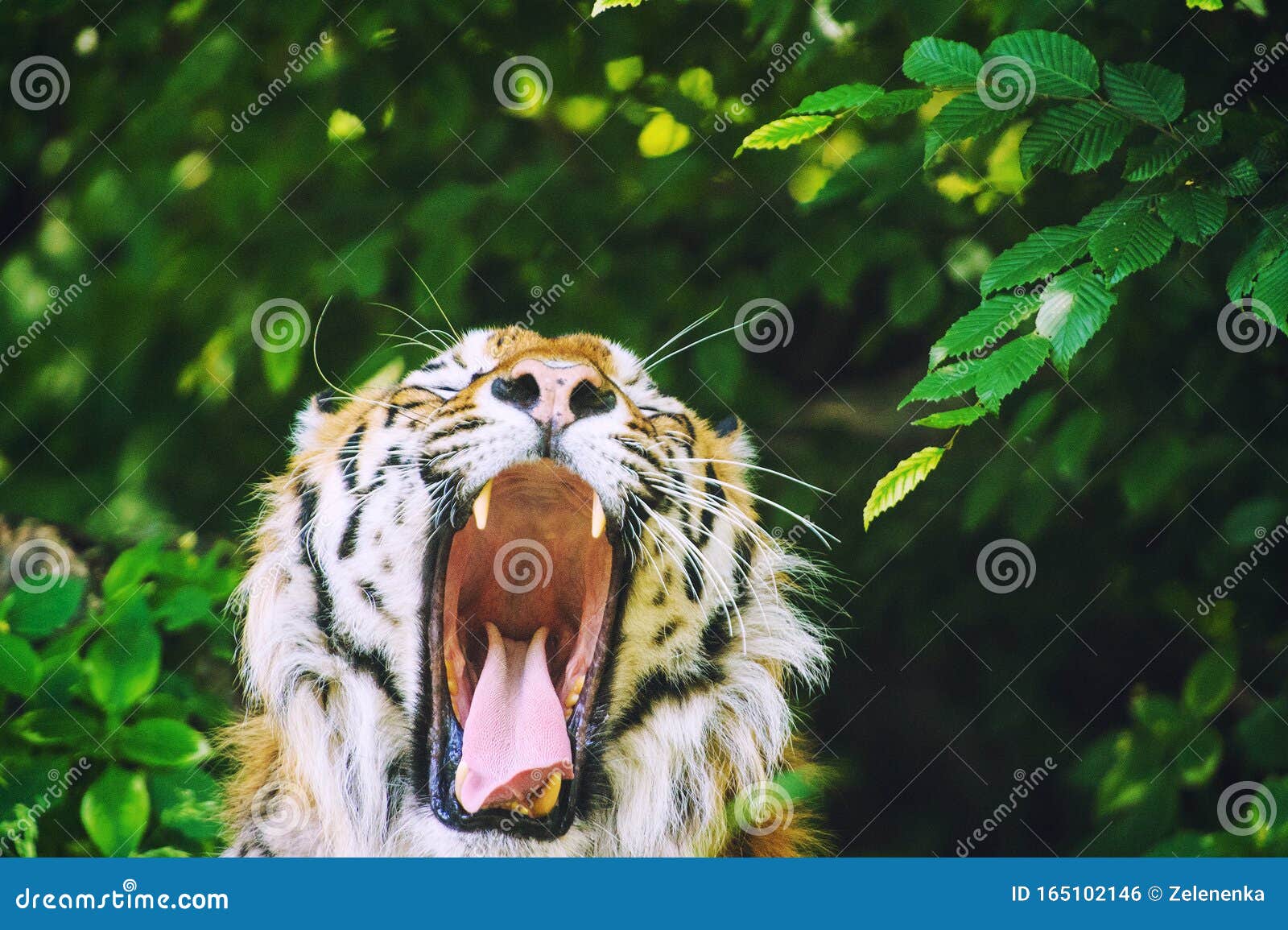 Angry Tiger Stock Photography | CartoonDealer.com #165102146